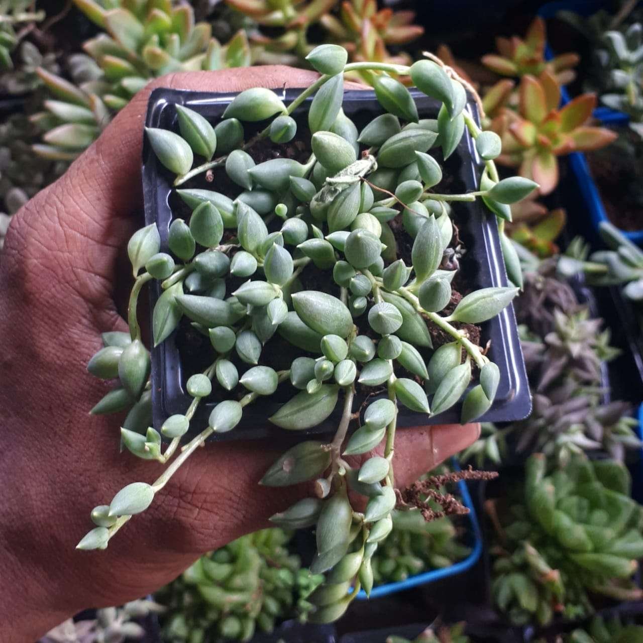 String of rain drop ‘Senecio – Succulent Gallery