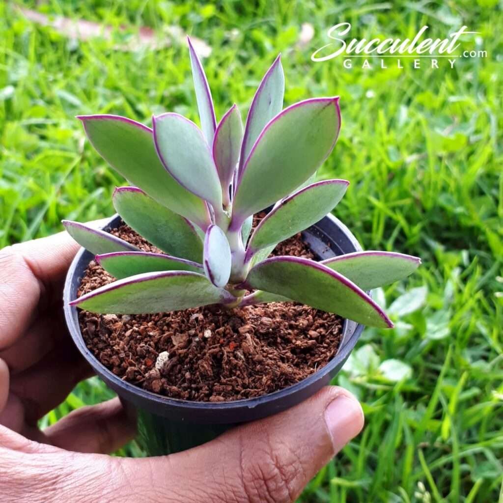 lavender steps ‘Senecio crassissimus ‘ - Succulent Gallery