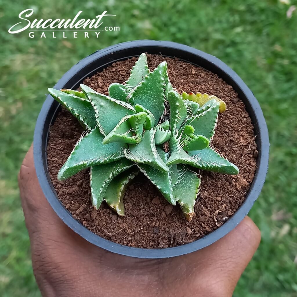 Faucaria tigrina / ‘Tiger jaw’ Big - Succulent Gallery