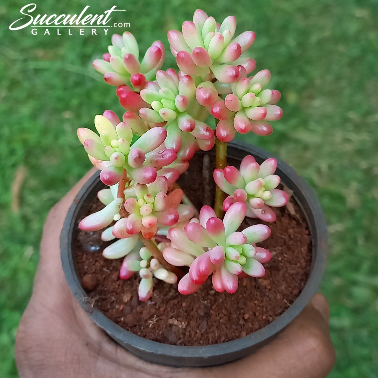 Variegated succulents – Succulent Gallery