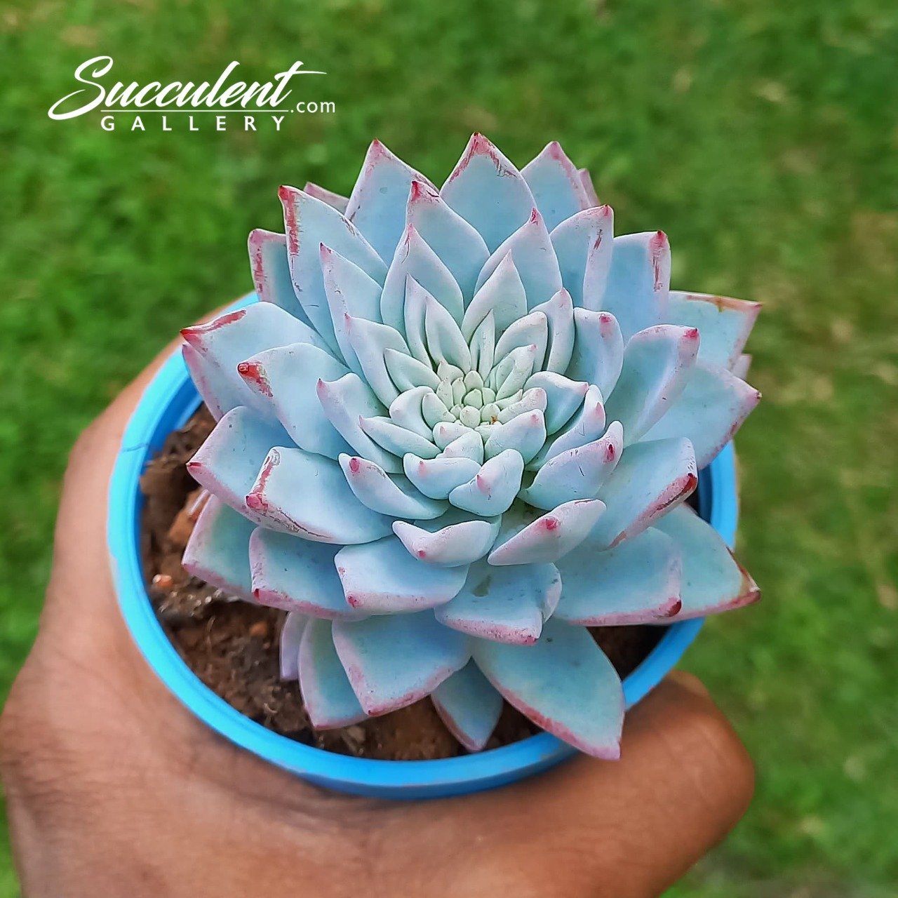 Gardening & Plants Craft Supplies & Tools Echeveria Violet Queen ...