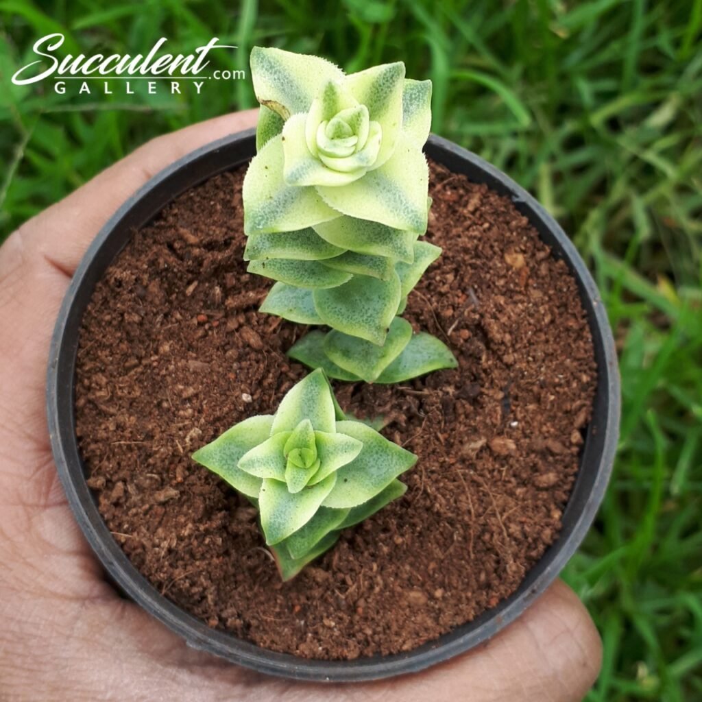 Variegated succulents – Succulent Gallery