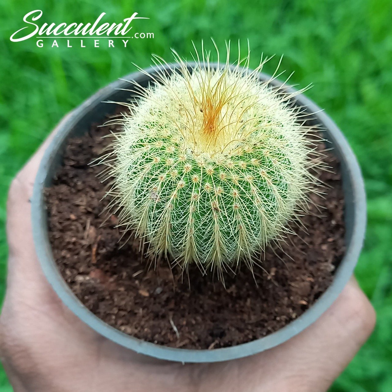 Golden ball cactus - Succulent Gallery