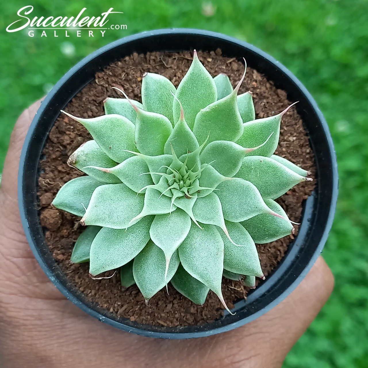 Graptopetalum Filiferum Succulent Gallery
