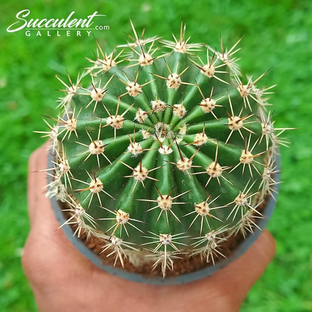 Ball Cactus - Succulent Gallery