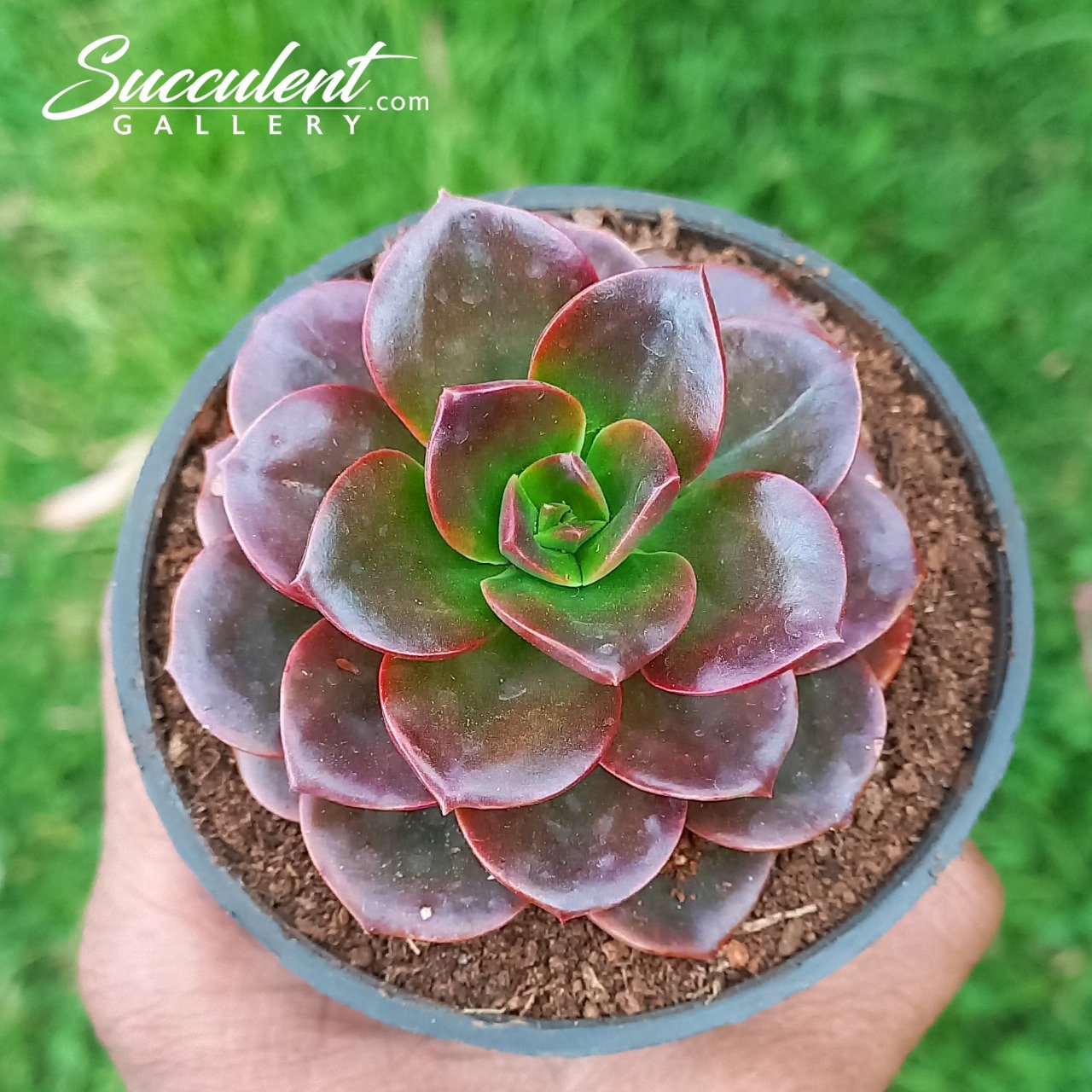 Succulent combo - Succulent Gallery