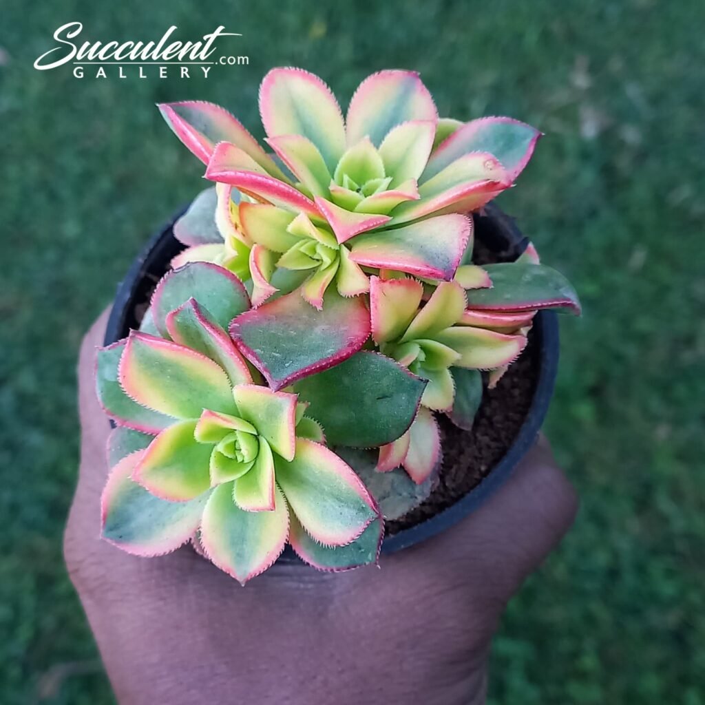 Variegated succulents - Succulent Gallery
