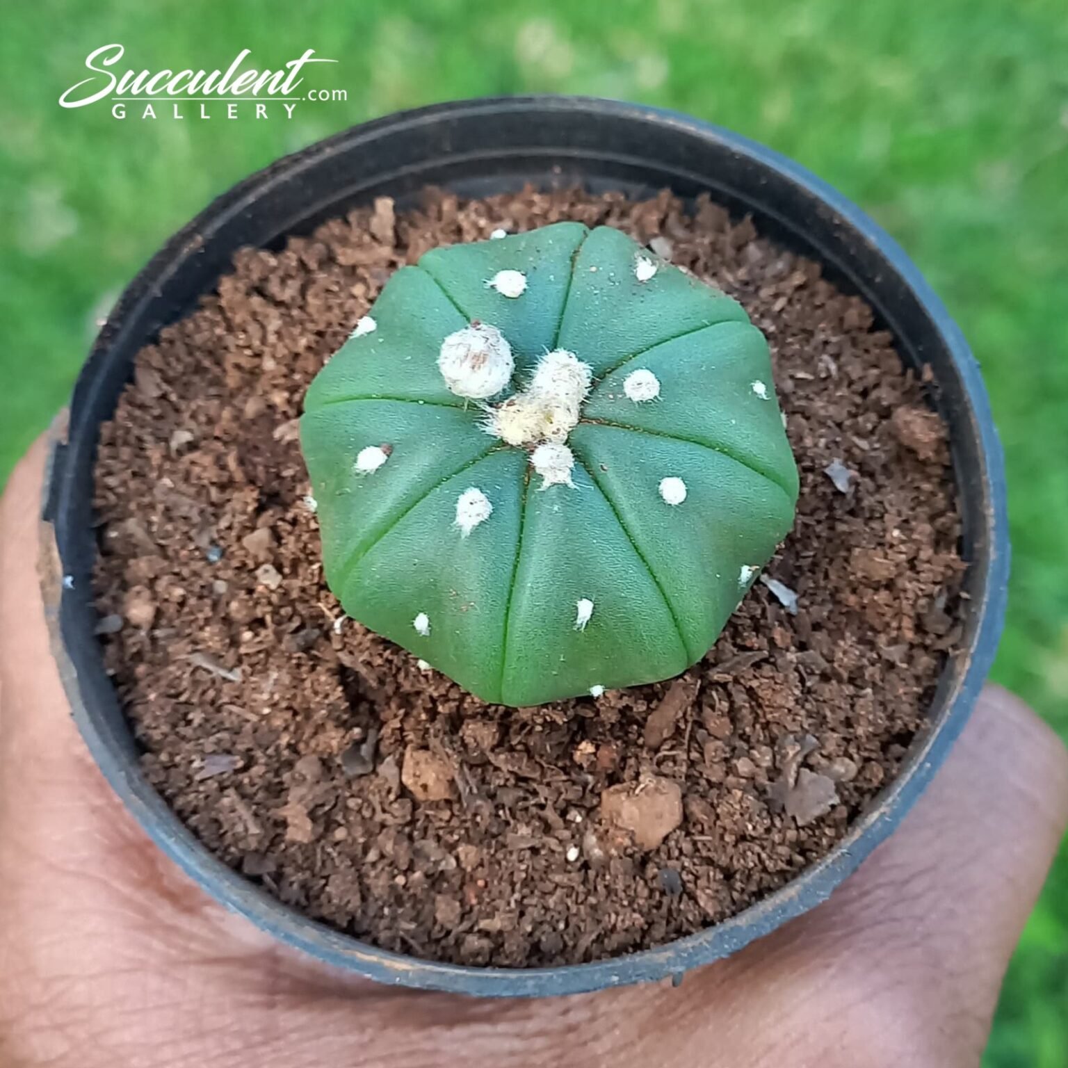 Astrophytum myriostigma bishop’s cap cactus - Succulent Gallery