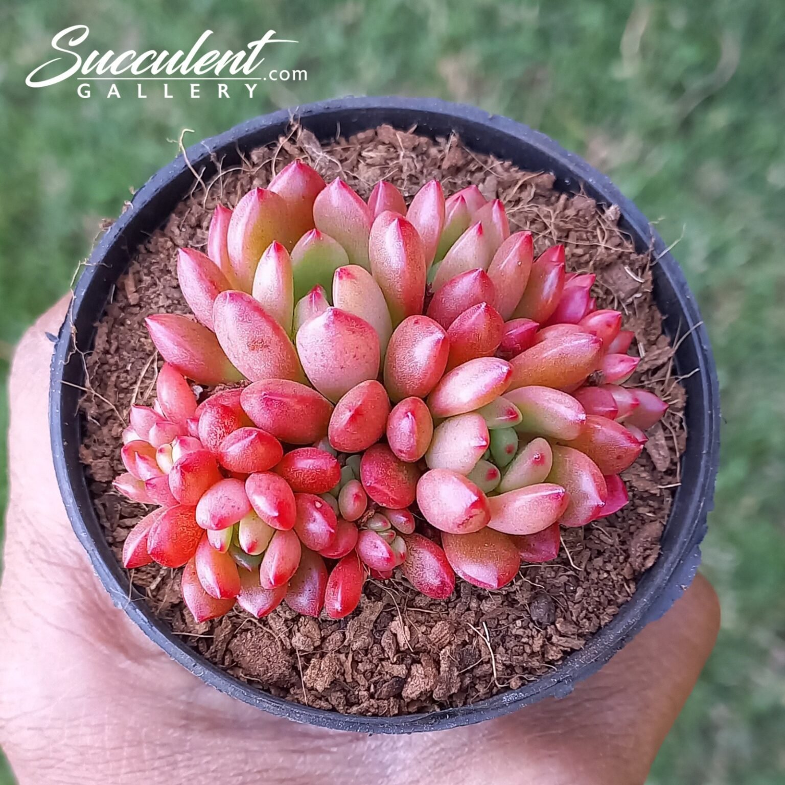 Graptoveria - Succulent Gallery