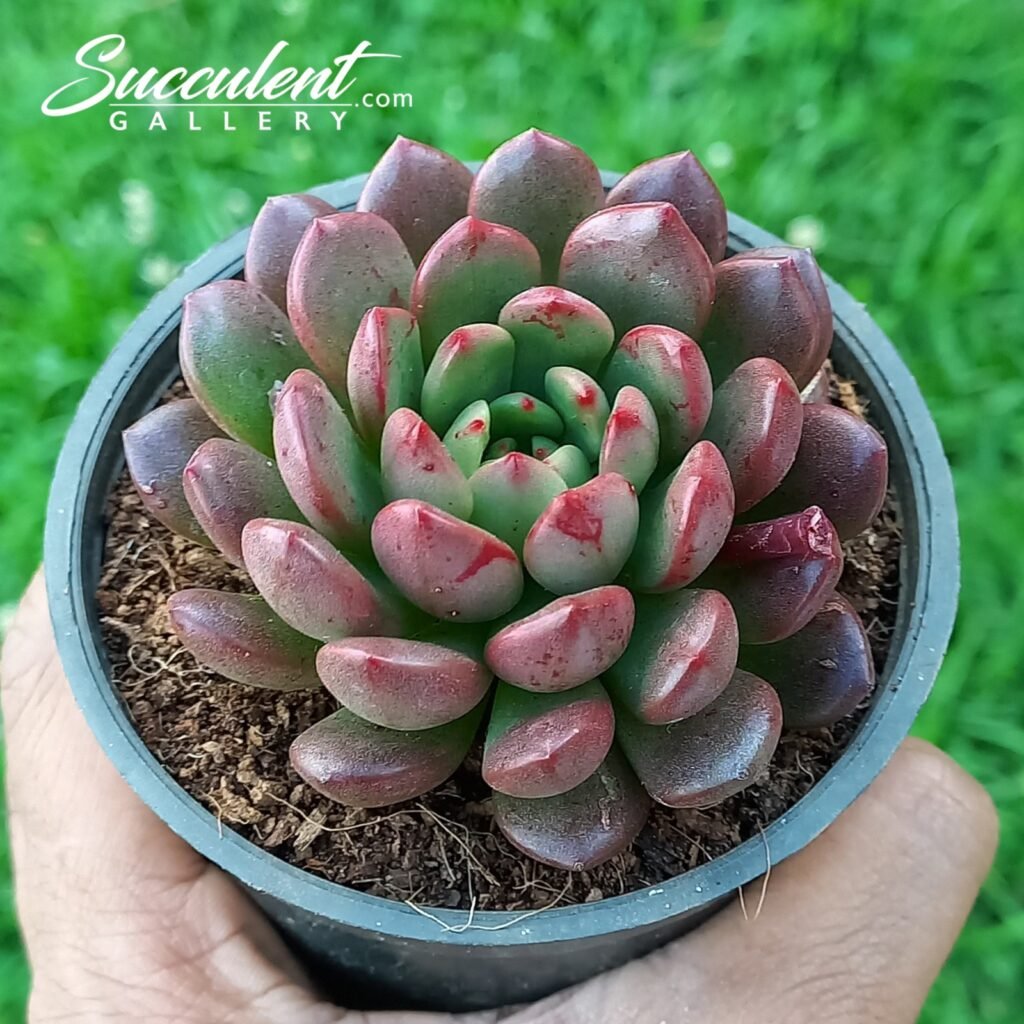 Graptoveria - Succulent Gallery
