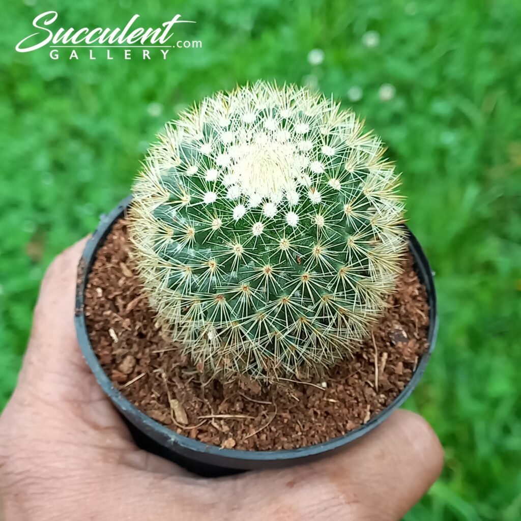 Golden ball cactus - Succulent Gallery