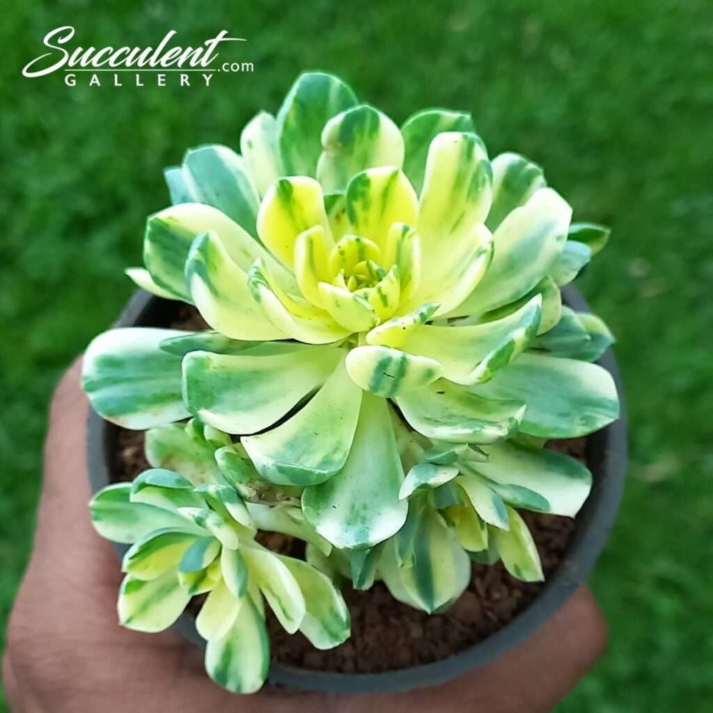 Variegated succulents - Succulent Gallery