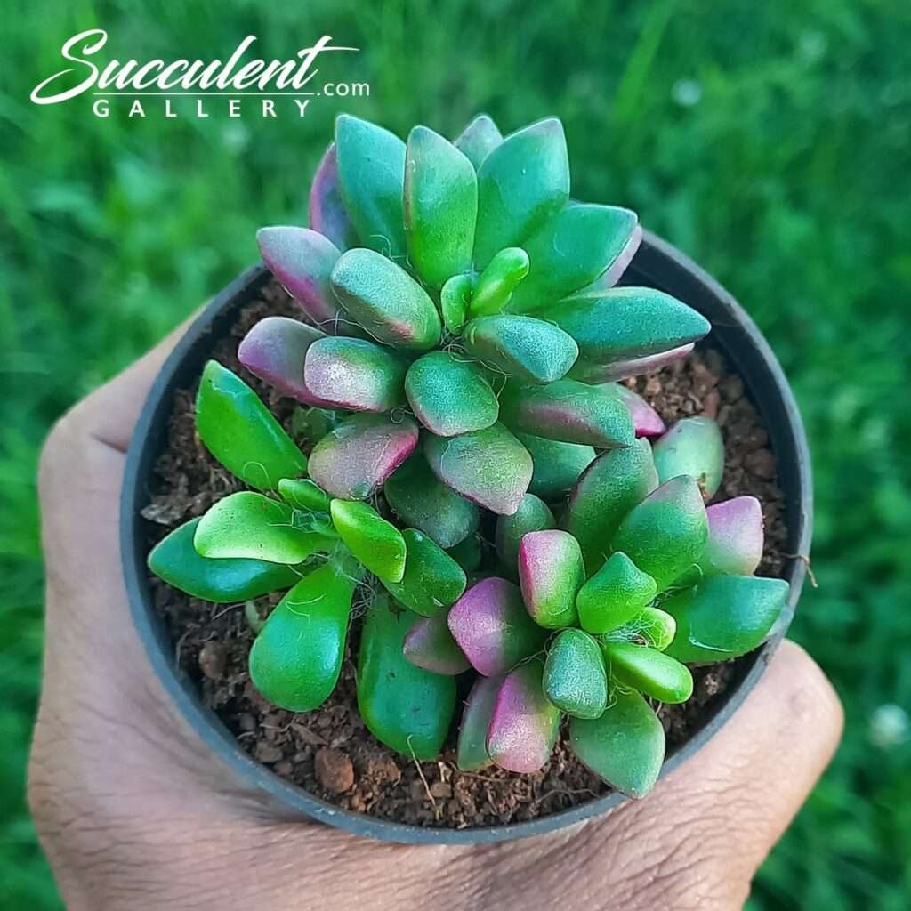 anacampseros rufescens variegata - Succulent Gallery