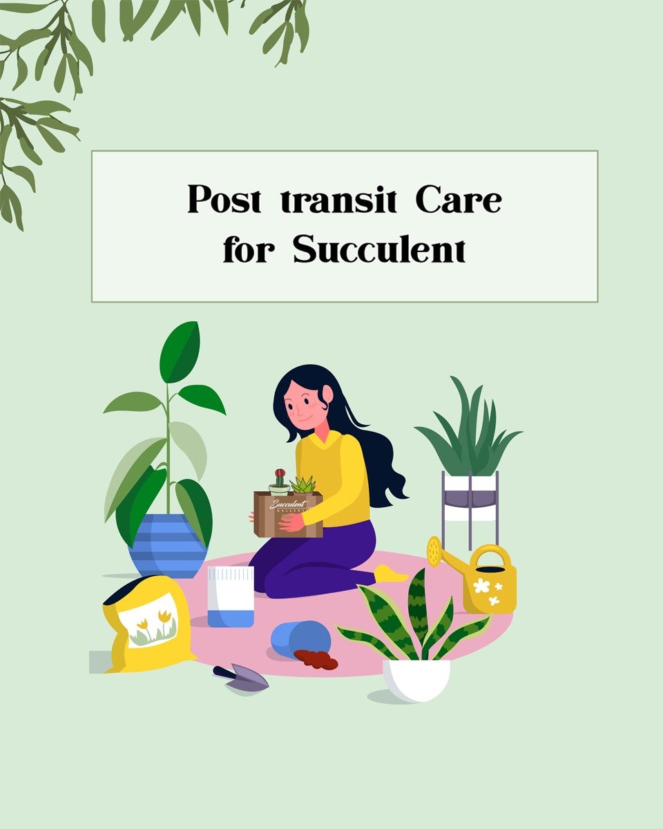 Post Transit Care for succulents - Succulent Gallery