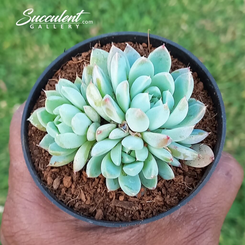 Graptoveria - Succulent Gallery