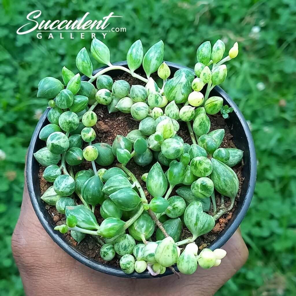 Variegated string of tears - Succulent Gallery