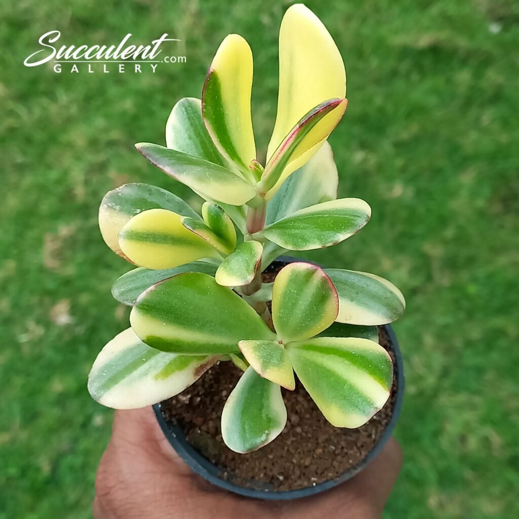 Variegated jade - Succulent Gallery