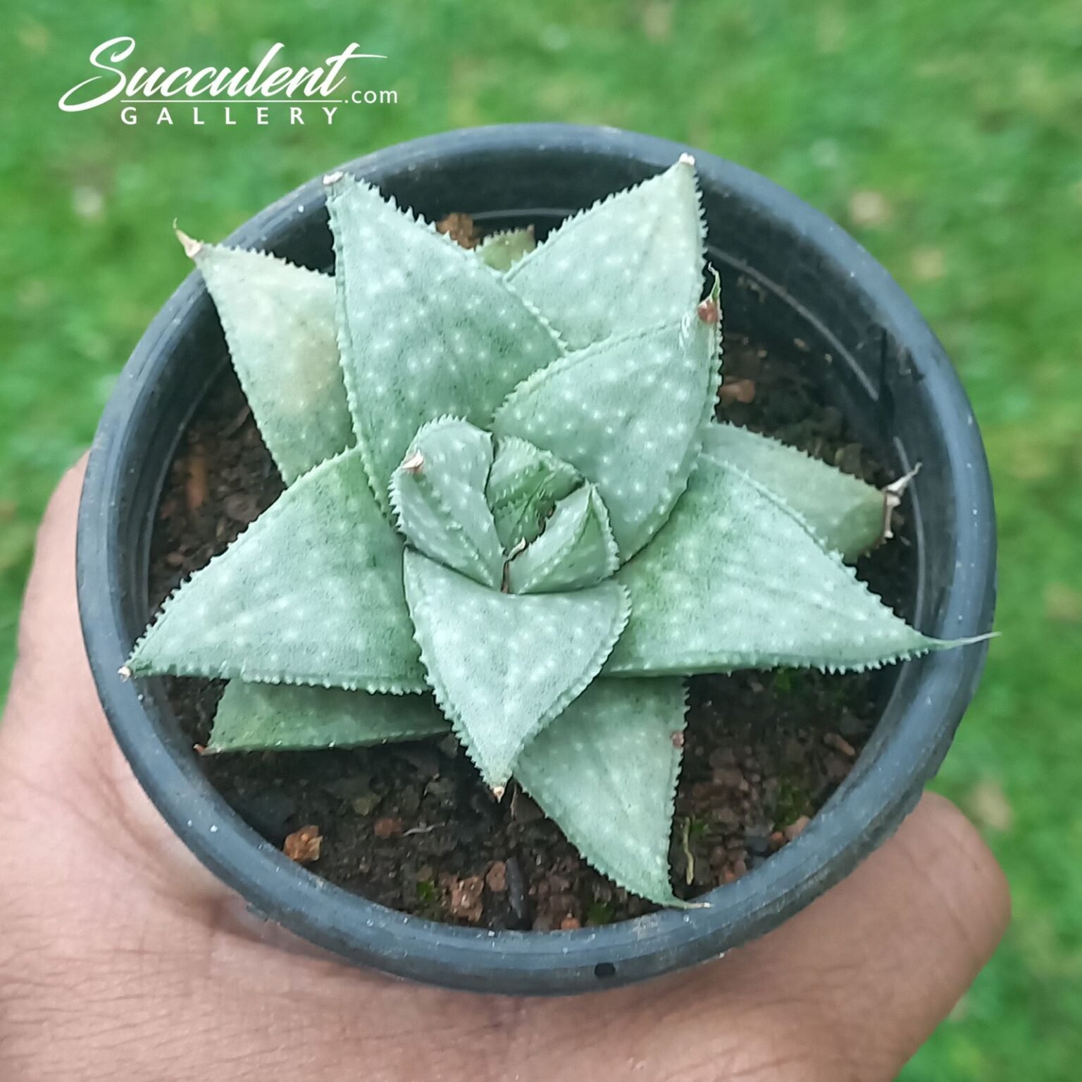 Gastrolea ‘super silver’ - Succulent Gallery